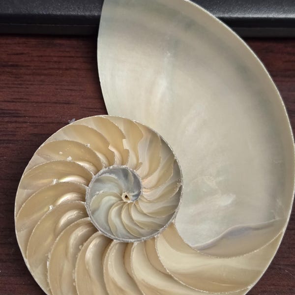 Large Nautilus Shell - Etsy