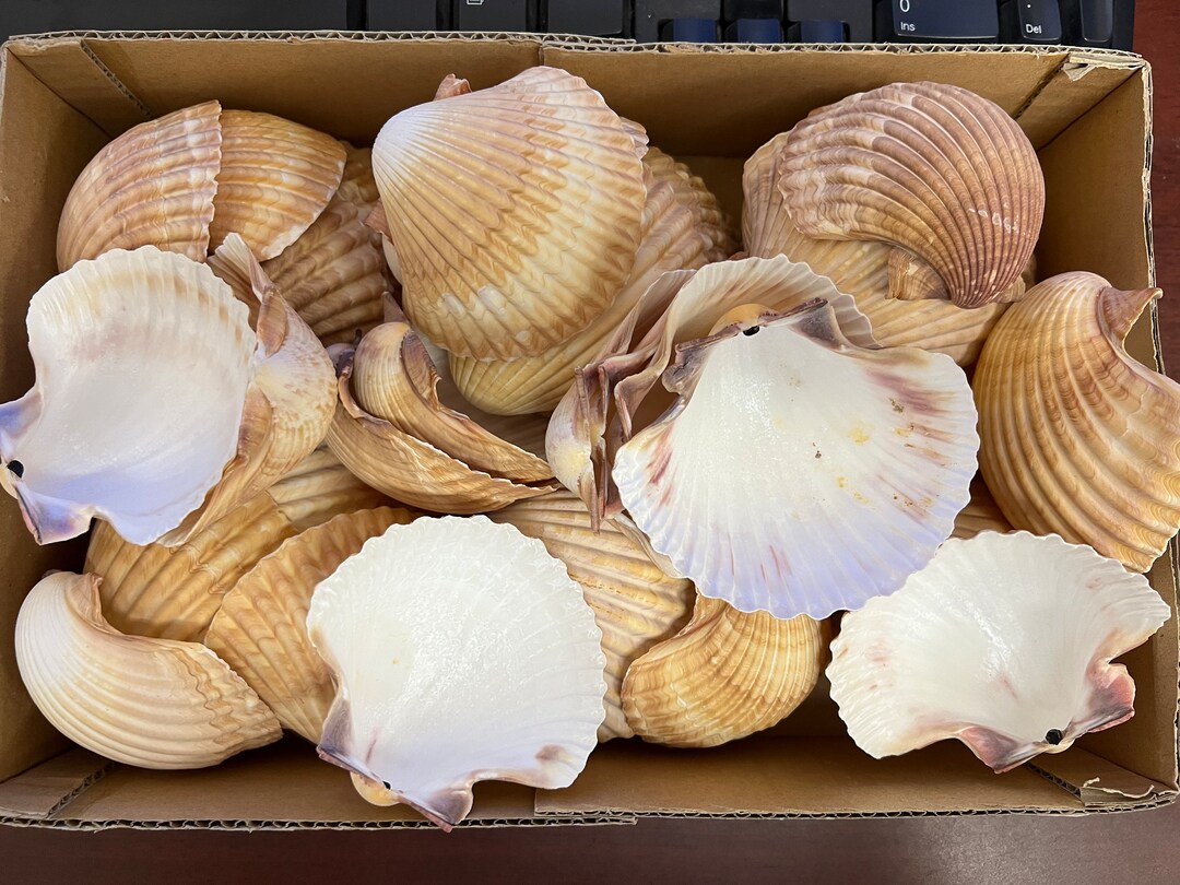 25 Pieces Yellow Scallop Clam Shell Natural Seashell 3" - Etsy