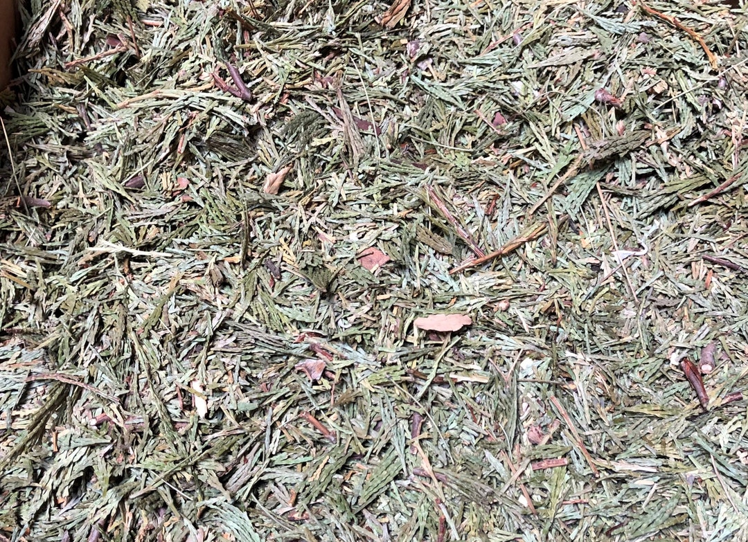 Bulk Loose Dried Cedar Leaves Incense Smudging Spirituality Cleansing 1 ...