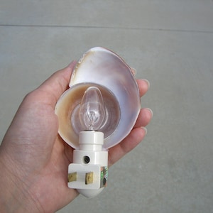 Brown Snail Sea SHELL Nautical Beach Decor NIGHTLIGHT - Etsy