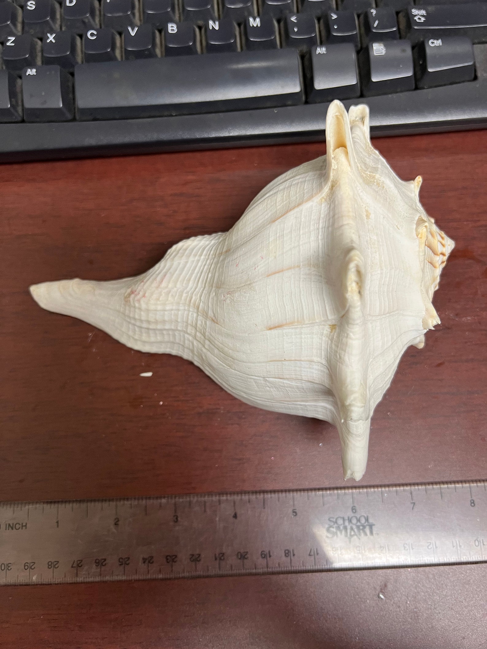 Right Handed Tiger Whelk Seashell DAKSHINAVARTI SHANKH 6 - Etsy