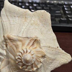 Left Handed Tiger Whelk Seashell DAKSHINAVARTI SHANKH 7” - Etsy