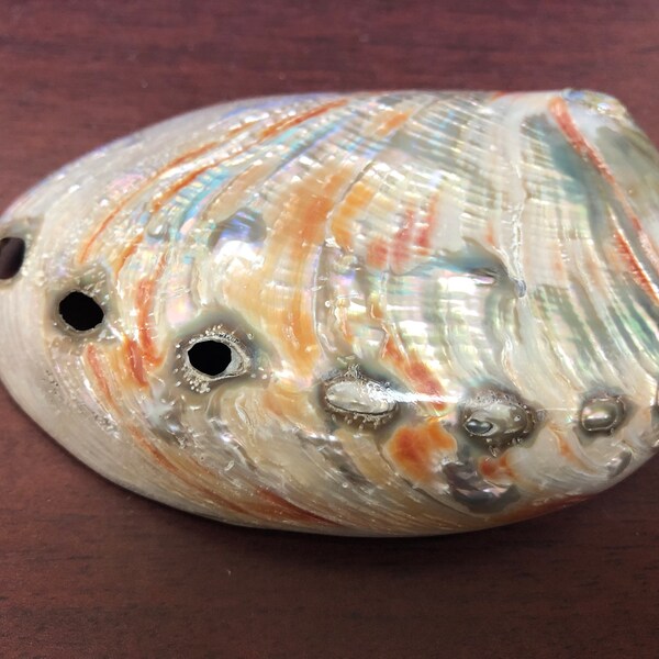 Abalone Shell - Etsy