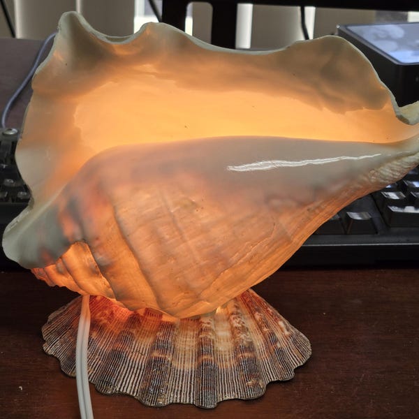 Conch Shell Lamp - Etsy