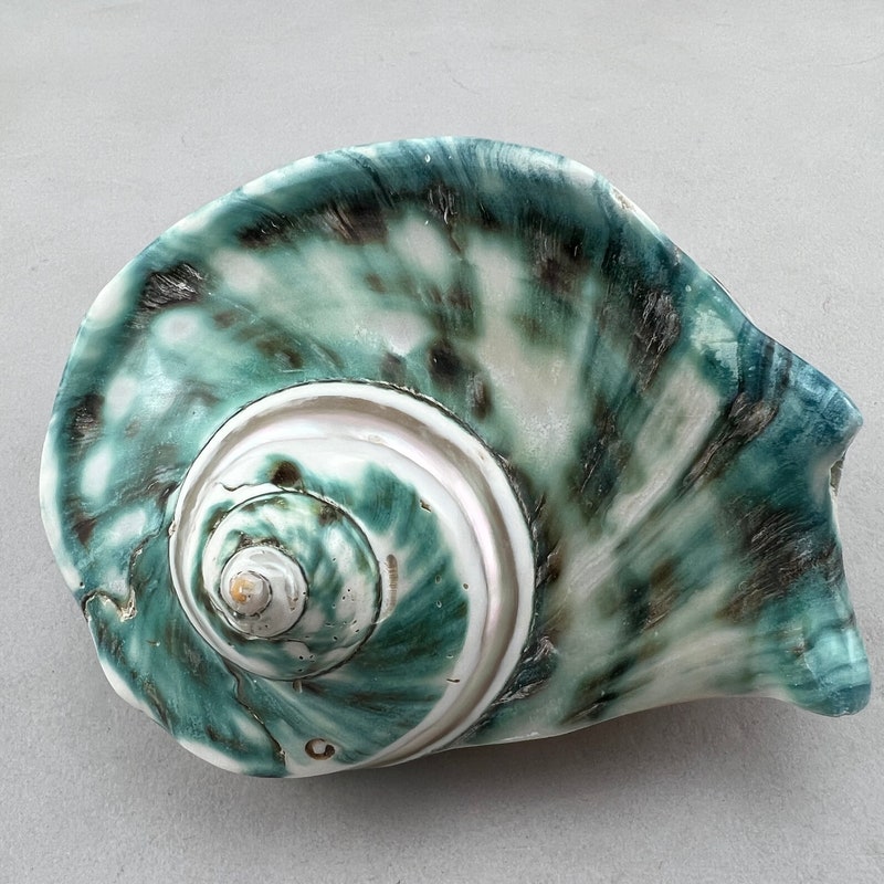 Large Mussel Shells - Etsy