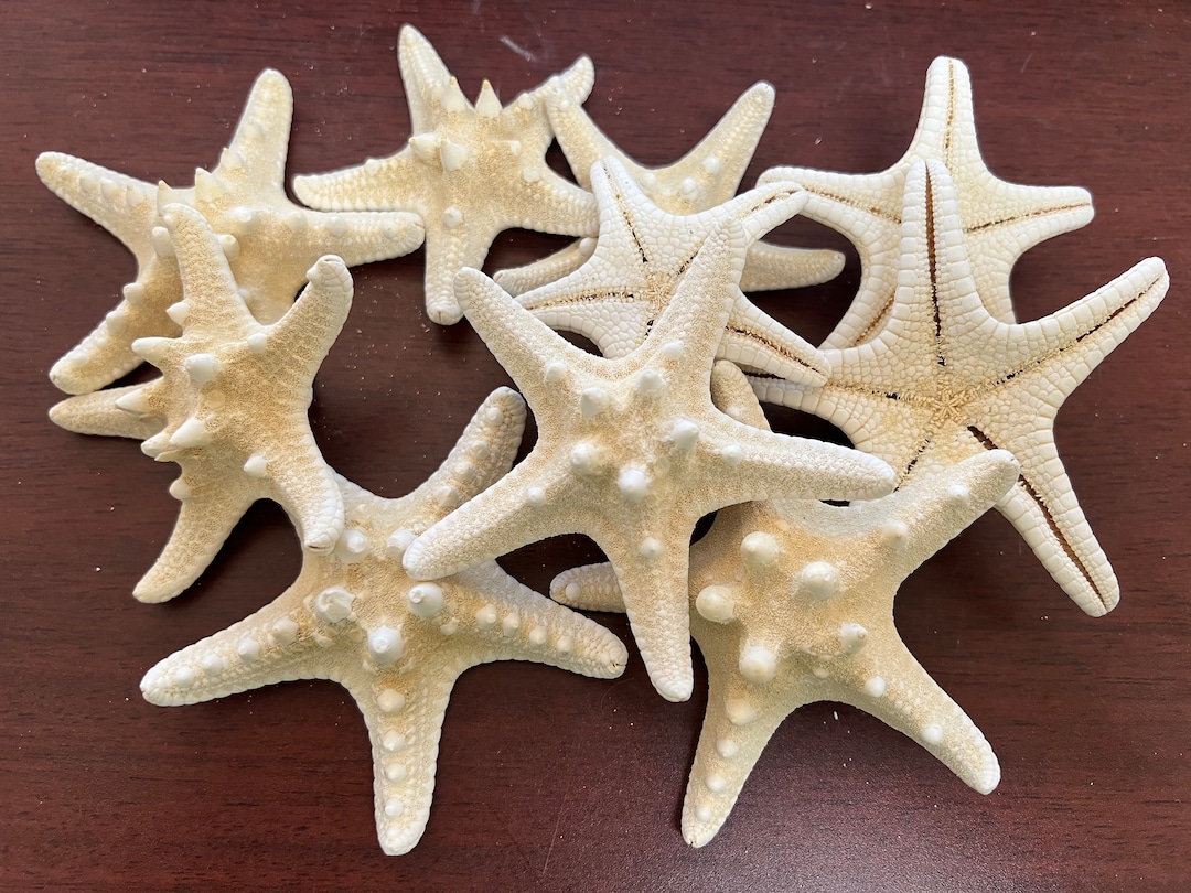 50 Pcs White Bleached Knobby Starfish Decorations Beach Ocean 3-5" - Etsy