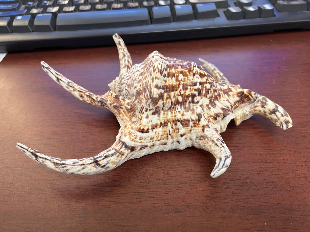 Large Chiragra Spider Conch Shell Spotted Nautical Decor 8" - Etsy