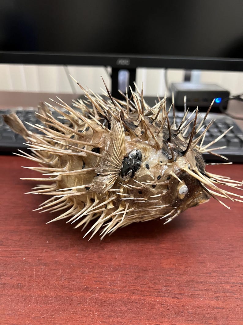 Large Dried Blow Puffer Porcupine Fish Taxidermy Nautical Craft 6” - Etsy