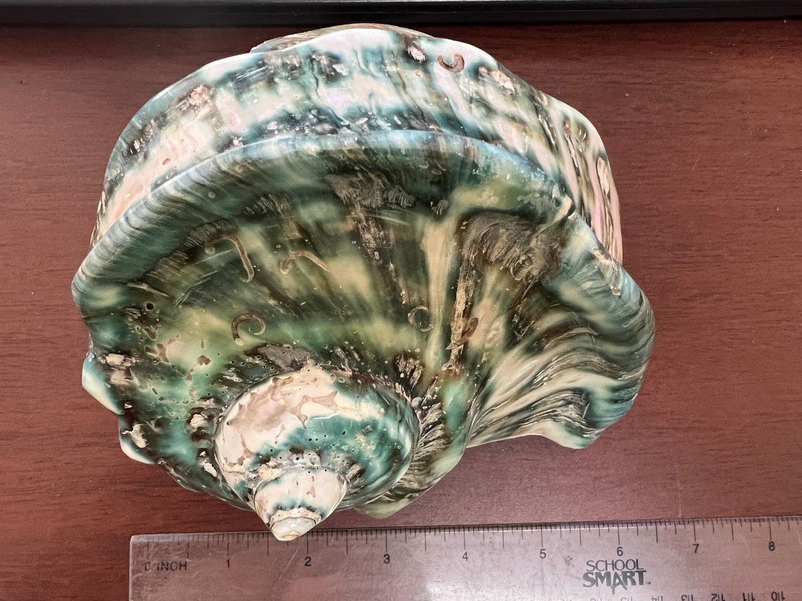 Very LARGE Green TURBO Hermit Crab Shell Decor 6 - Etsy