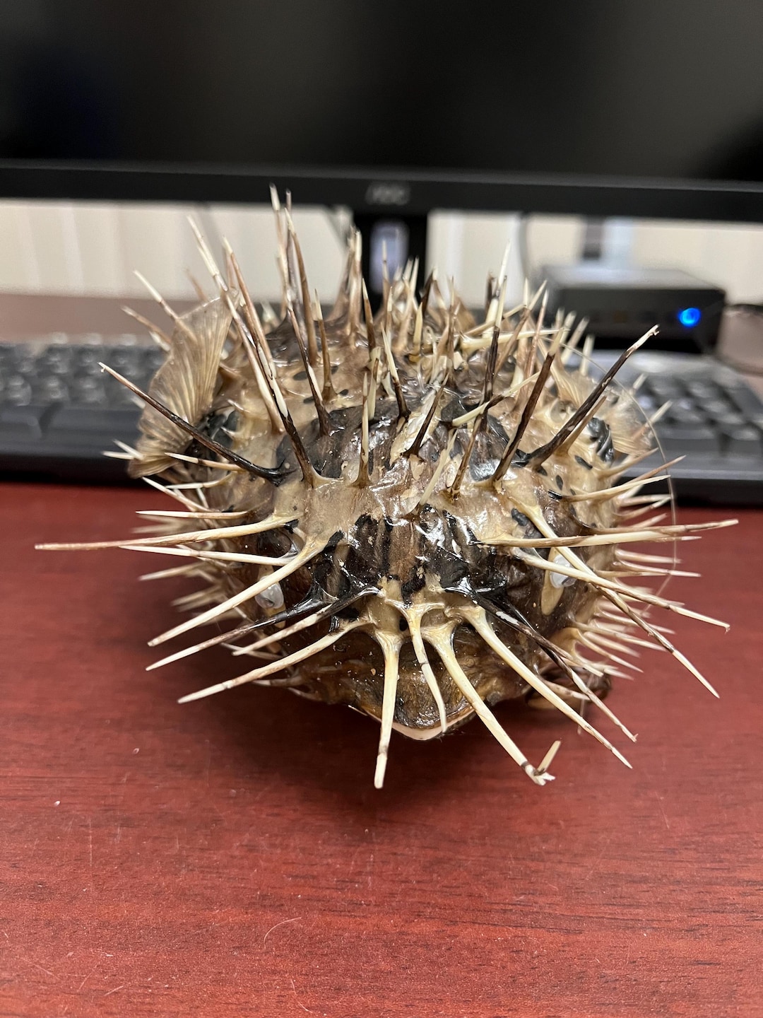 Large Dried Blow Puffer Porcupine Fish Taxidermy Nautical Craft 6” - Etsy