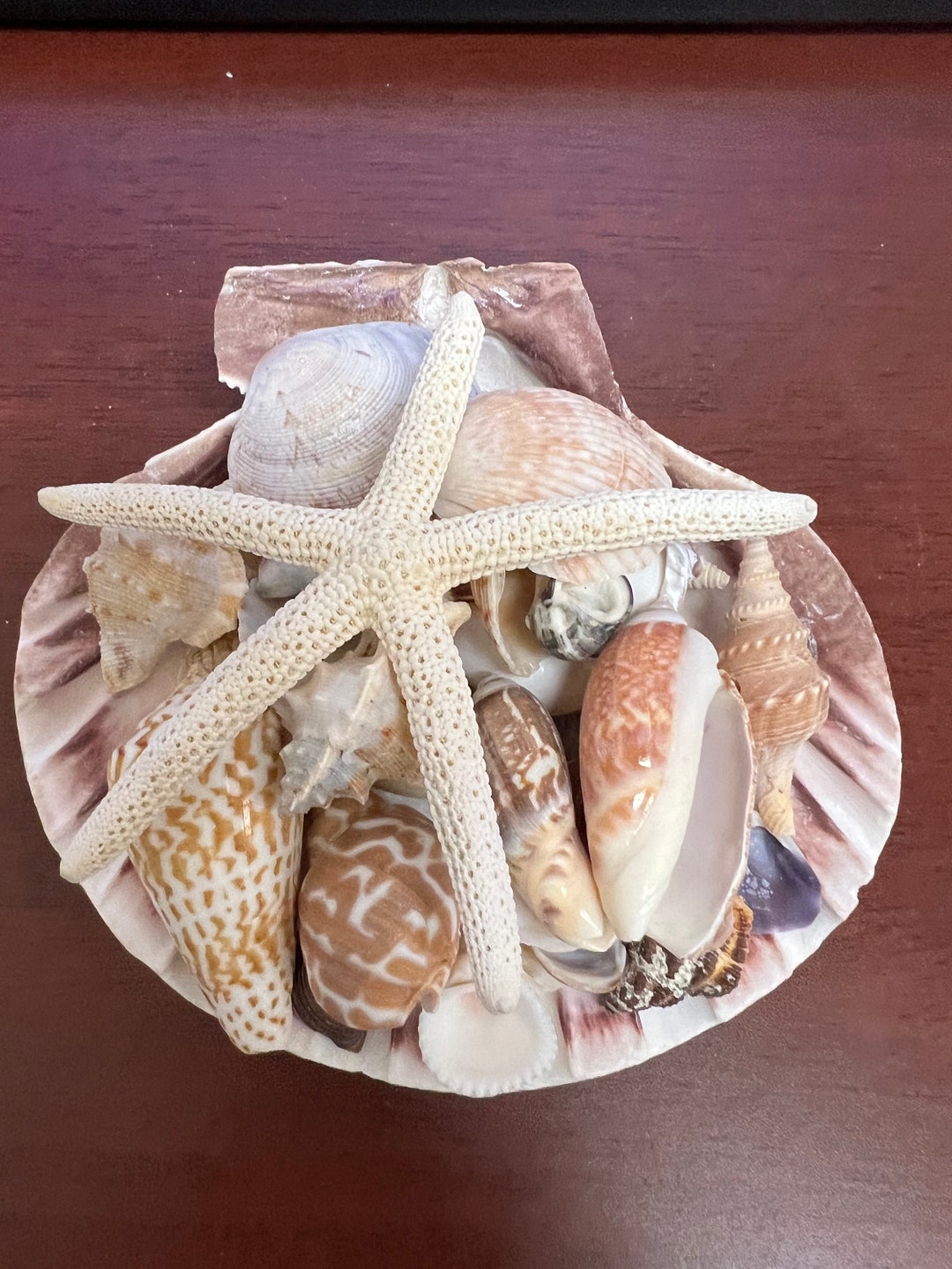 20+ Pcs Assorted Sea Shell Lion Paw Shell Pack Craft Shells White ...