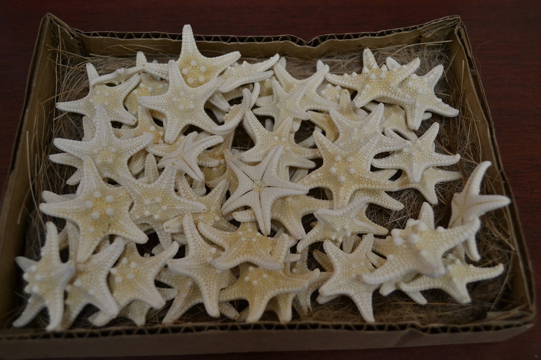 25 Pcs White Bleached Knobby Starfish Decorations Beach Ocean 1-2" - Etsy