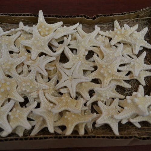 25 Pcs White Bleached Knobby Starfish Decorations Beach Ocean - Etsy