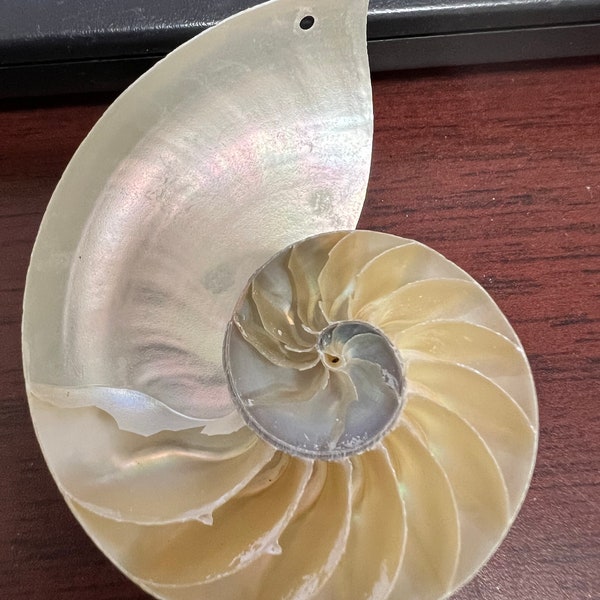 Nautilus Shell - Etsy