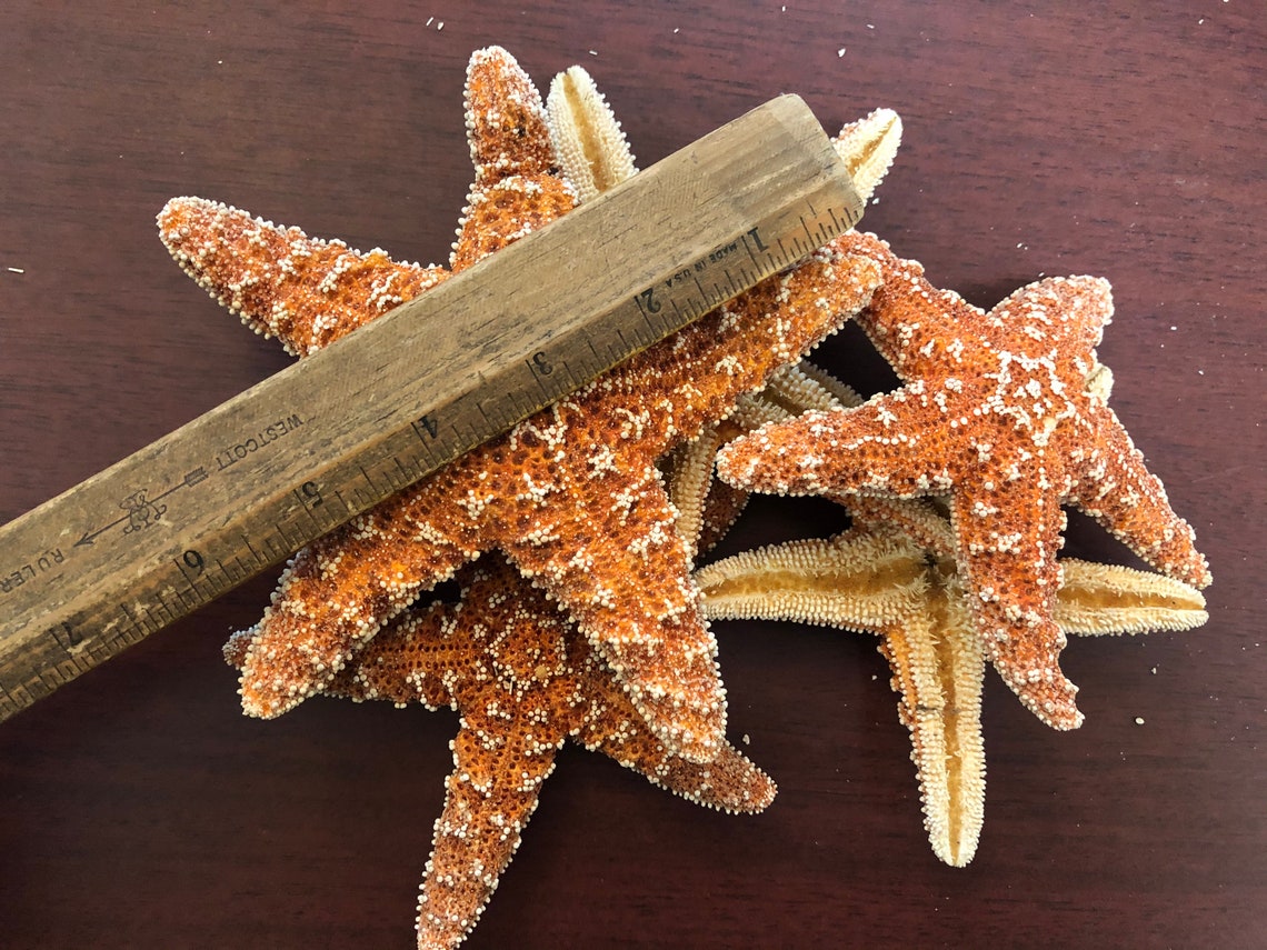 5 Pieces Large Orange Sugar Starfish Seashell Nautical Decor - Etsy