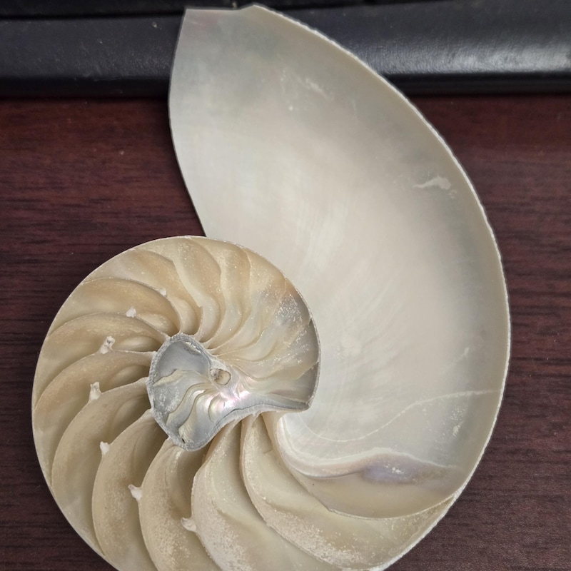 Nautilus Art Jewelry - Etsy
