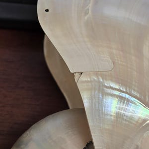 White Pearlized Chambered Nautilus SEA SHELL Nautical Beach Decor 7" - Etsy