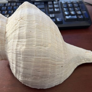 EXTRA LARGE Natural Brown Striped Horse Conch Sea Shell Nautical 14 - Etsy