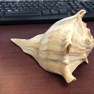 Right Handed Tiger Whelk Seashell DAKSHINAVARTI SHANKH 6 - Etsy