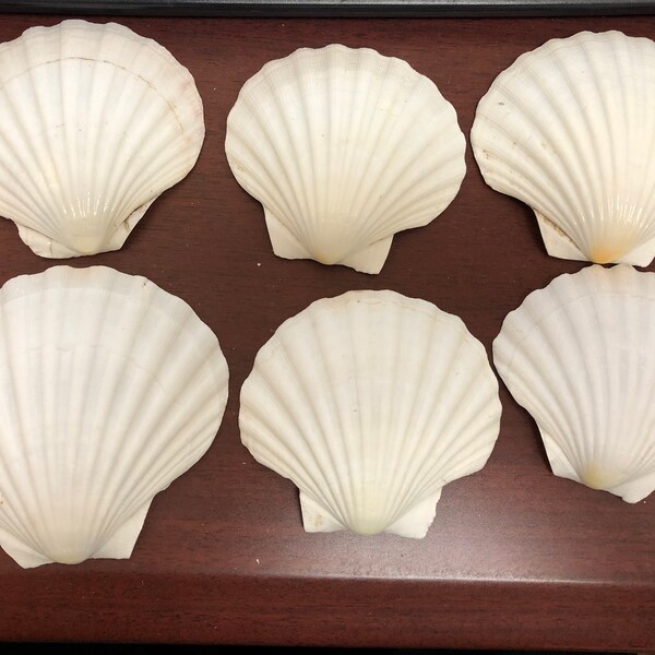 Sea Shell Photo - Etsy