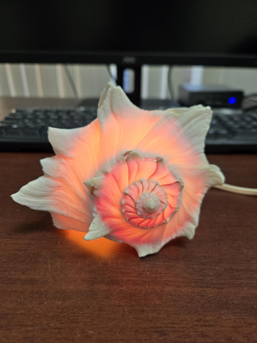 Whelk Sea SHELL Nautical Beach Decor NIGHTLIGHT LAMP - Etsy