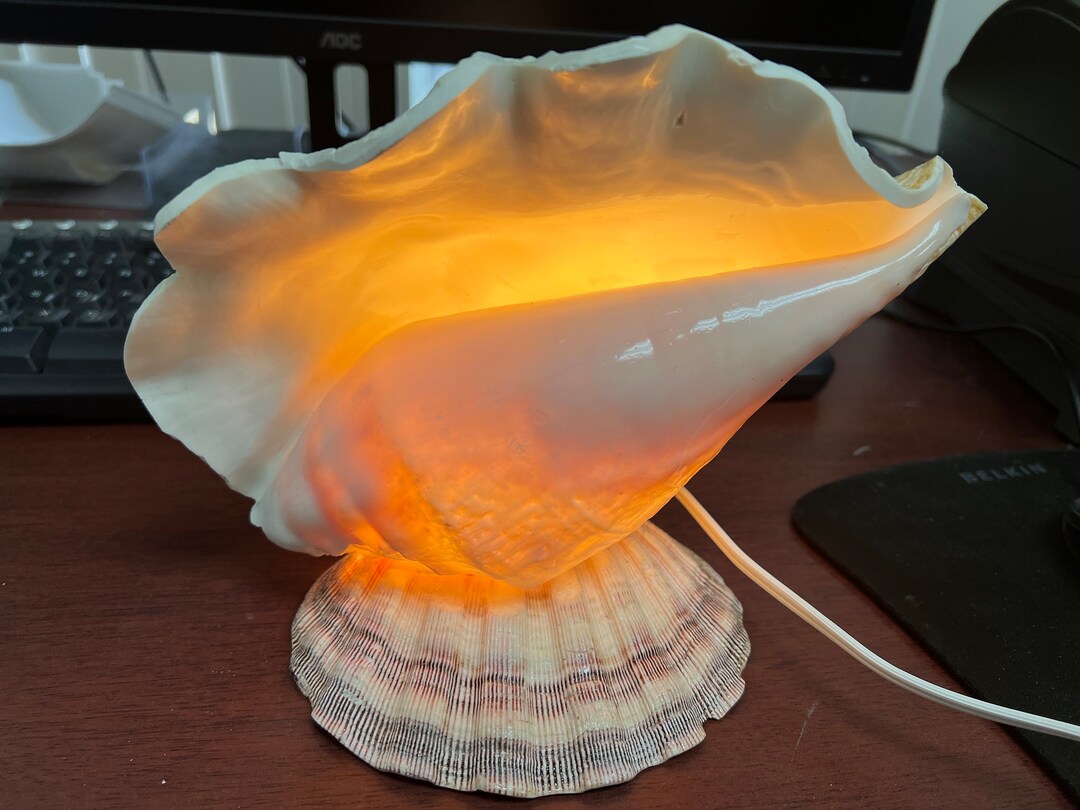 Conch SHELL Nautical Beach Decor NIGHTLIGHT LAMP - Etsy