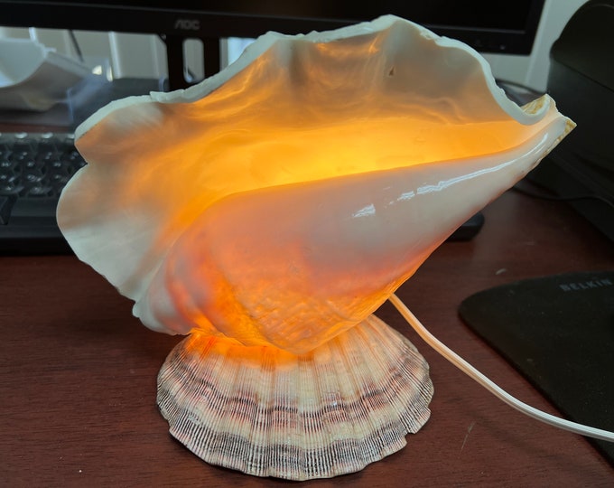 Conch SHELL Nautical Beach Decor NIGHTLIGHT LAMP - Etsy