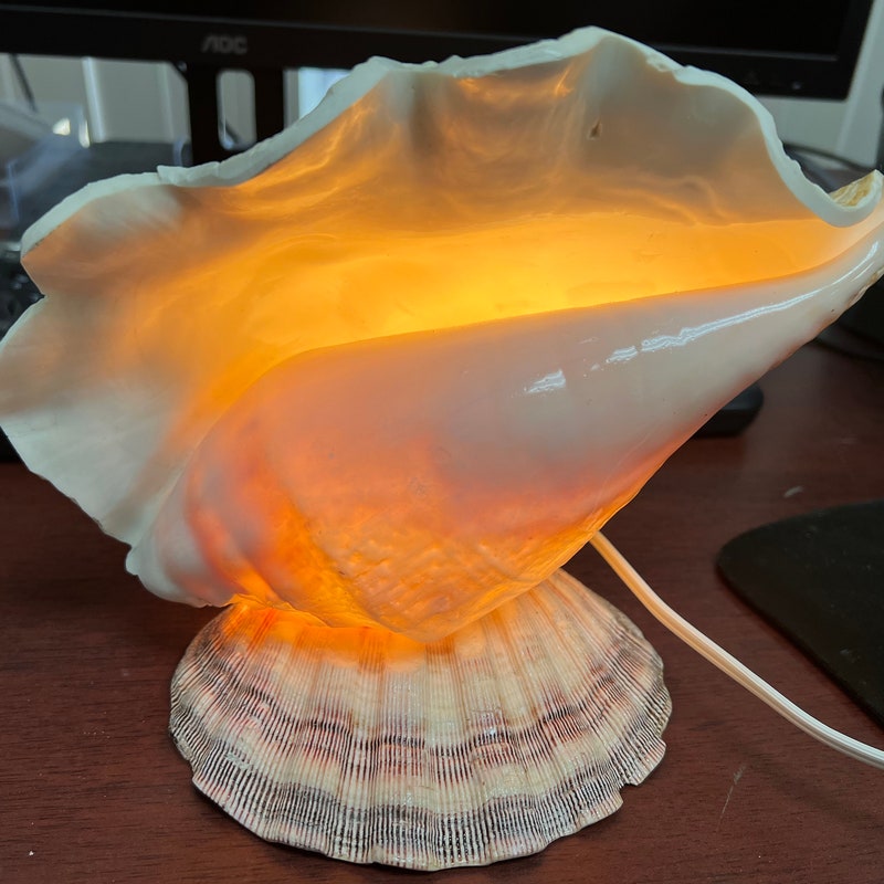 Scallop Shell Floor Lamp - Etsy