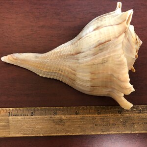 Right Handed Tiger Whelk Seashell DAKSHINAVARTI SHANKH 6 - Etsy