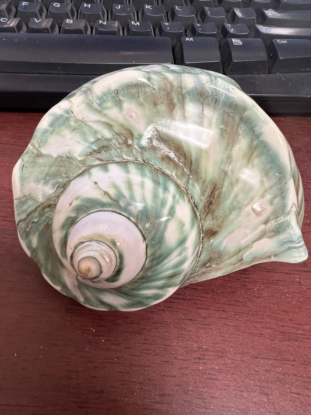 Large Green Jade Turbo Hermit Crab Sea Shell 4 1/2 - Etsy
