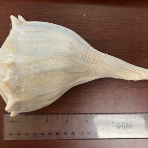 Right Handed Tiger Whelk Seashell DAKSHINAVARTI SHANKH 7 - Etsy