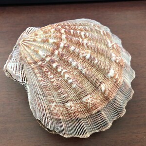 2 Pcs Purple Lion Paw Clam Dish Scallop Beach Sea Shell Pair 5 - 5 1/2 ...