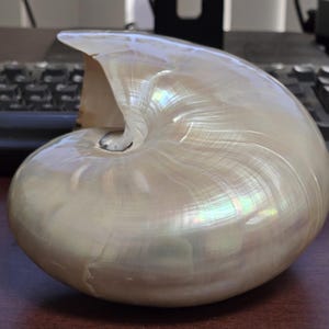 White Pearlized Chambered Nautilus SEA SHELL Nautical Beach Decor 7" - Etsy