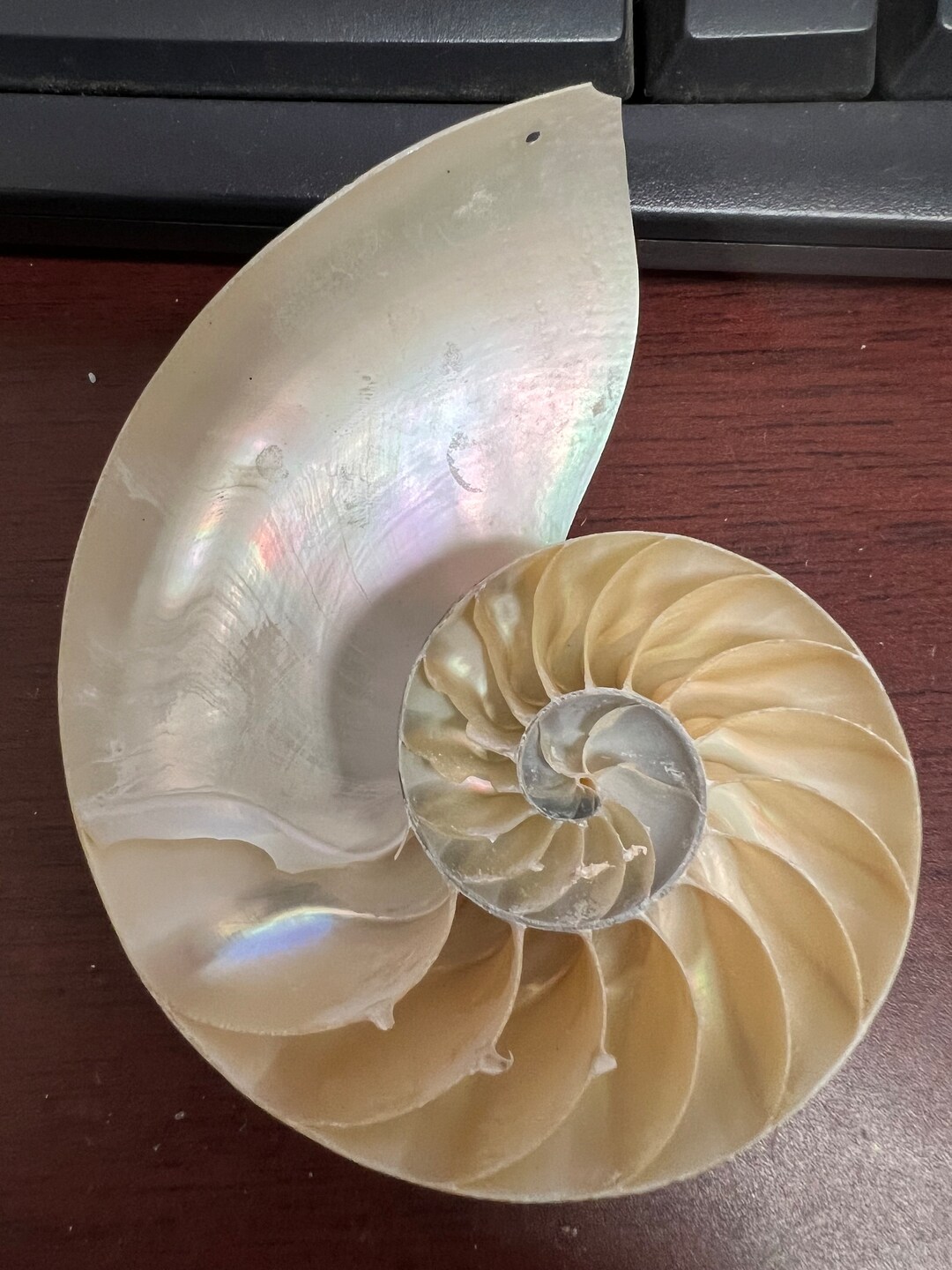 White Polished Pearlized Nautilus Center Sliced Decorative Nautical 4 ...