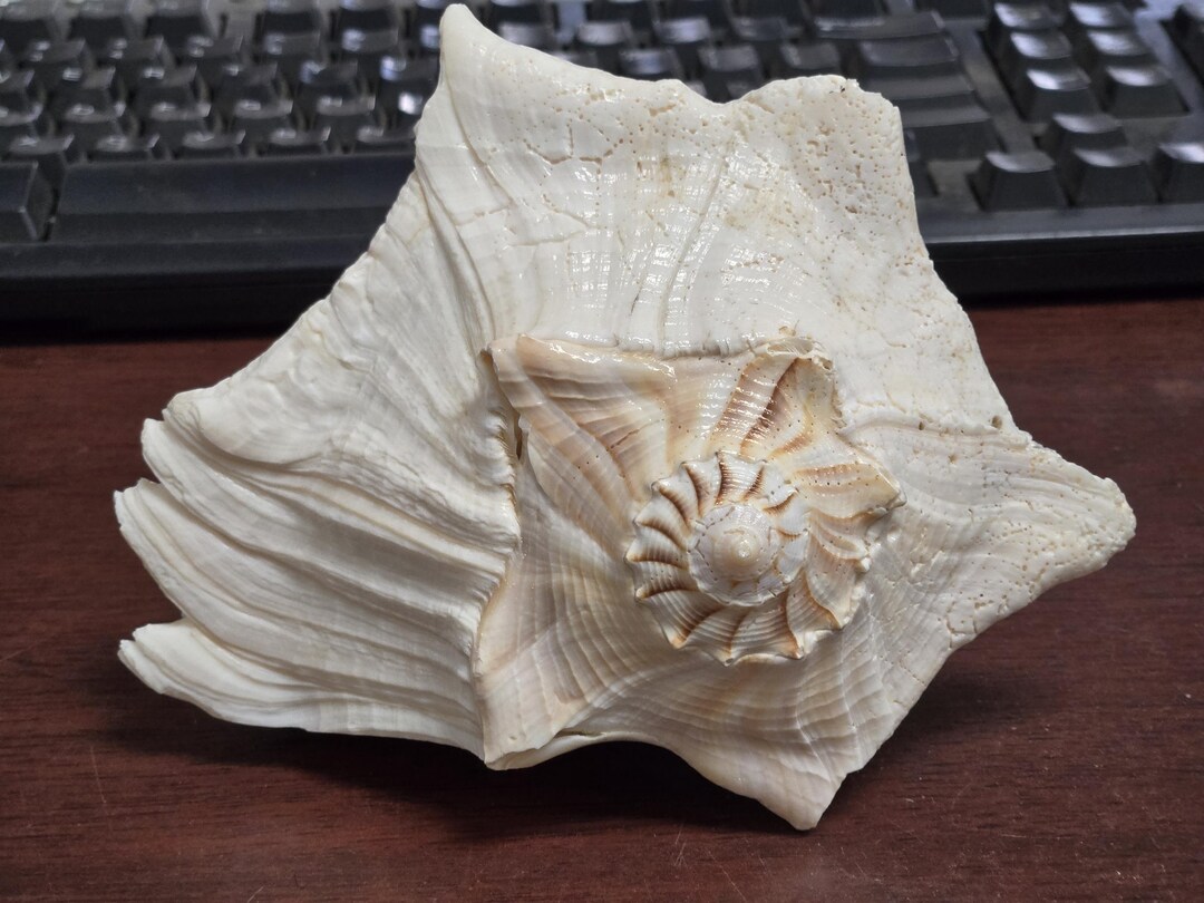 Left Handed Tiger Whelk Seashell DAKSHINAVARTI SHANKH 7” - Etsy
