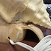 West Indian Shanka SHELL Nautical Beach Decor NIGHTLIGHT LAMP - Etsy
