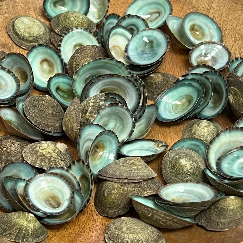 Shell's by the Sea - Etsy