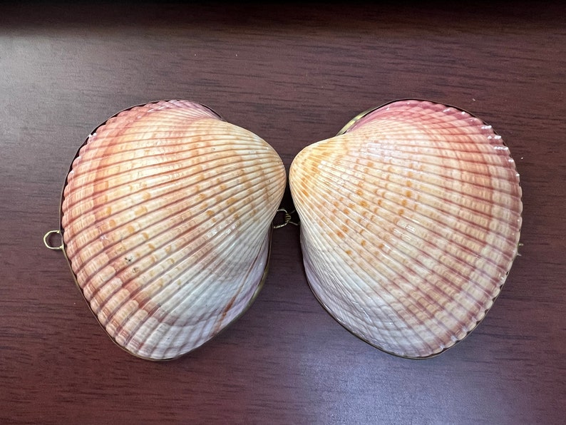 Large Pink Beige Pectin Scallop Shell Coin Trinket Purse - Etsy
