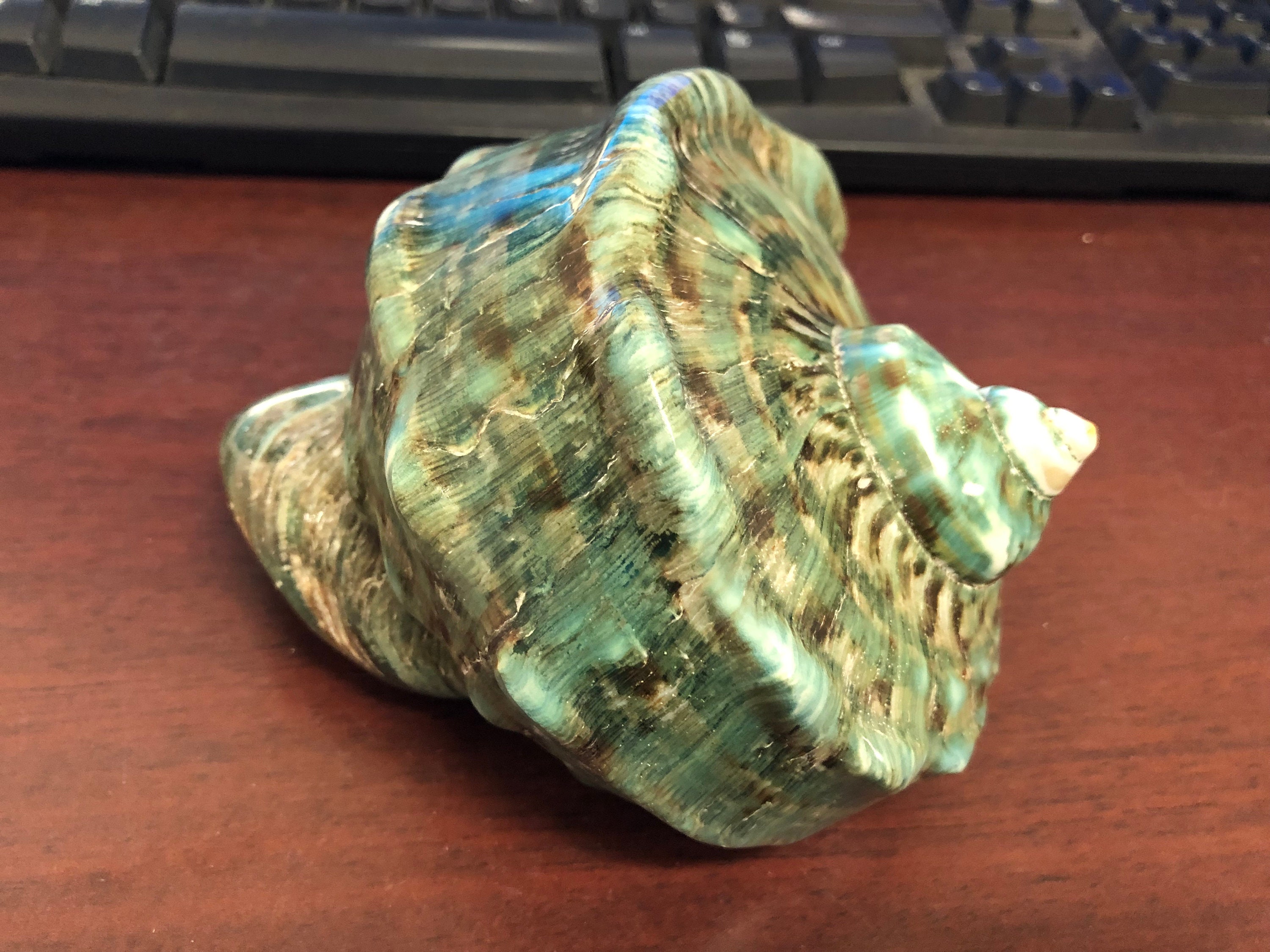 Very LARGE Green TURBO Hermit Crab Shell Decor 5 | Etsy