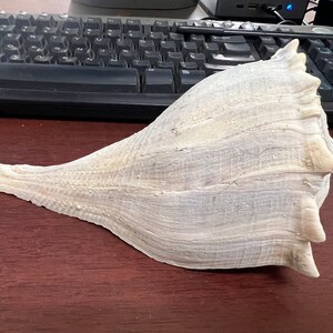 Right Handed Tiger Whelk Seashell DAKSHINAVARTI SHANKH 7 - Etsy