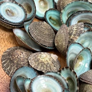 100 Pieces Green Limpet Shell Crafting Beach Decor - Etsy
