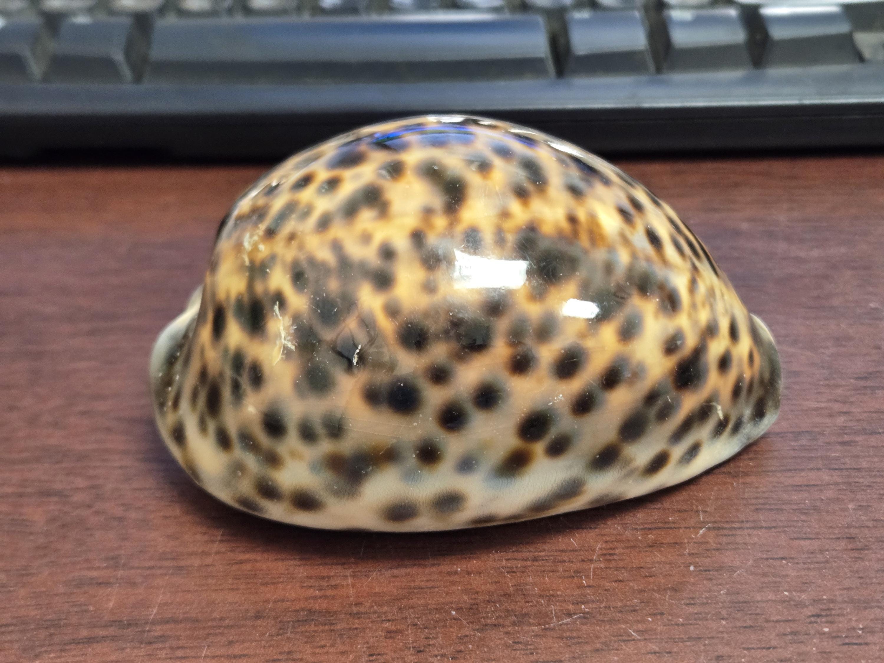 XXL Tiger Cowrie SEA SHELL Nautical Beach Decor 4.5