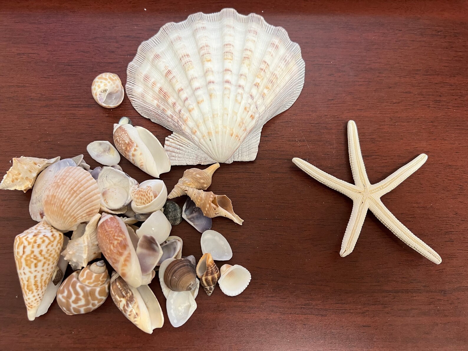 20+ Pcs Assorted Sea Shell Lion Paw Shell Pack Craft Shells White ...