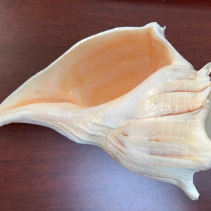 Right Handed Tiger Whelk Seashell DAKSHINAVARTI SHANKH 10 - Etsy