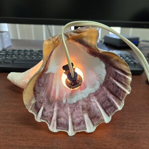 Conch SHELL Nautical Beach Decor NIGHTLIGHT LAMP - Etsy