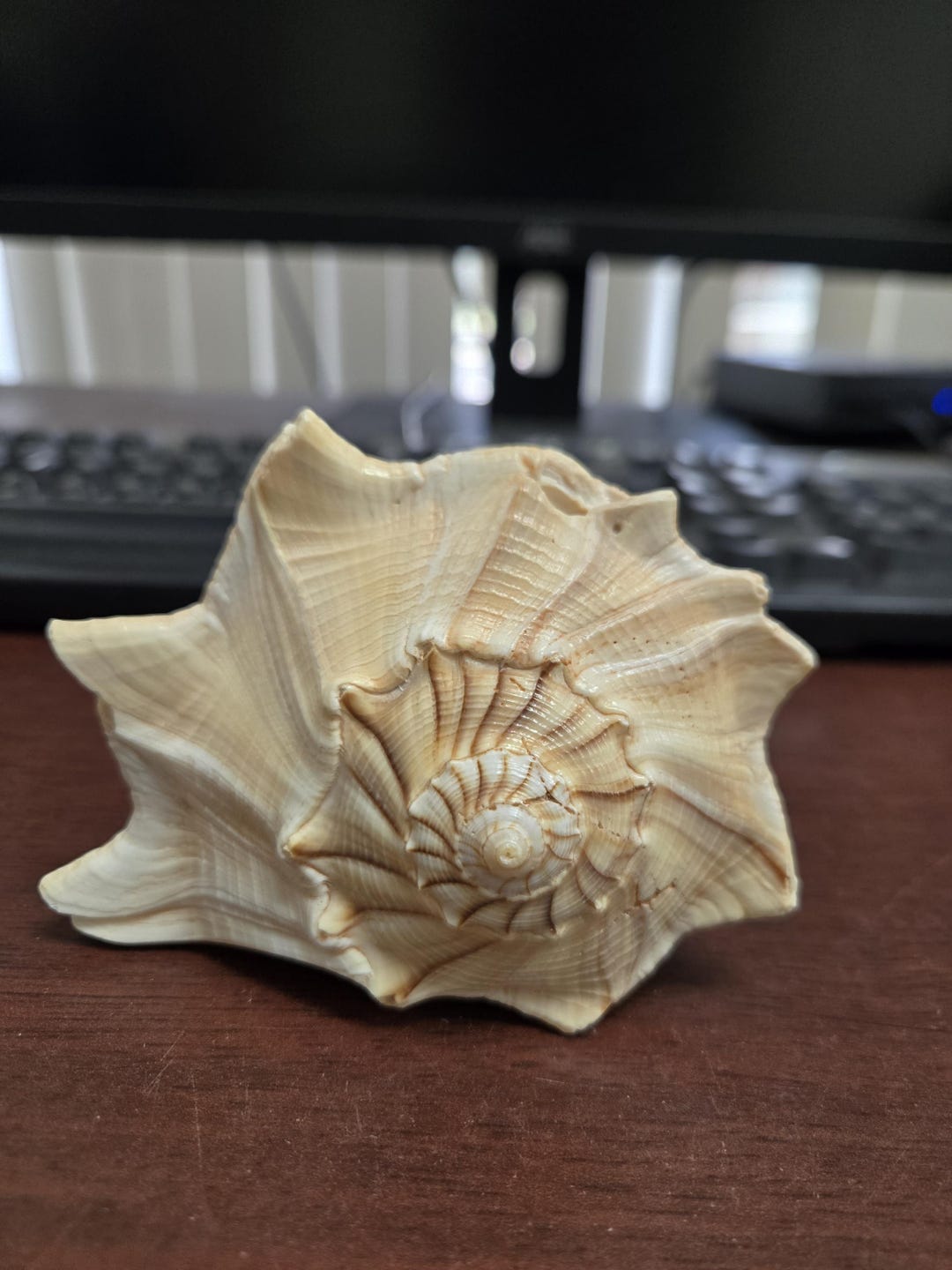 LARGE Natural Brown Striped Whelk Sea Shell Nautical 5” - Etsy