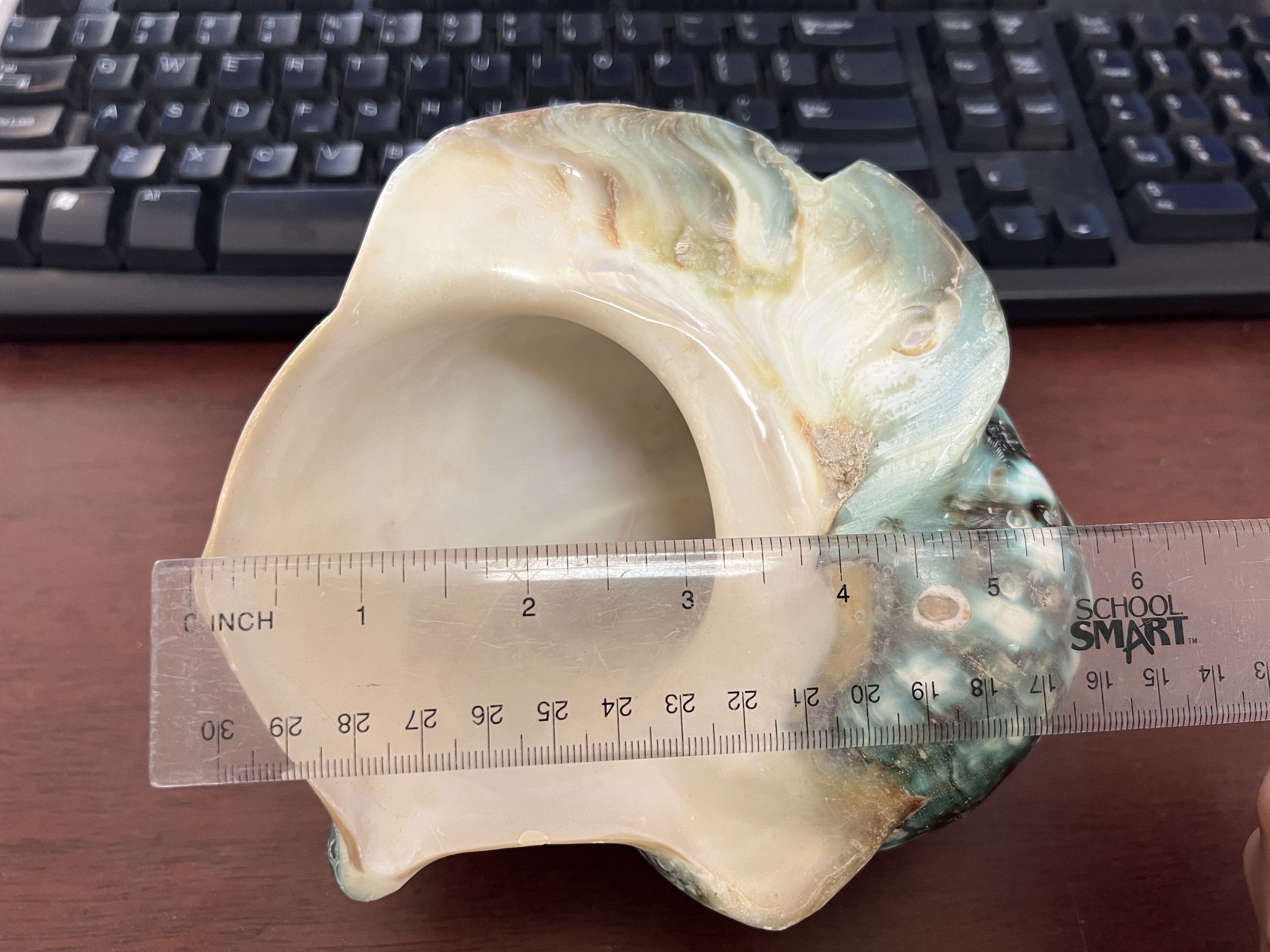 Very LARGE Green TURBO Hermit Crab Shell Decor 6 - Etsy