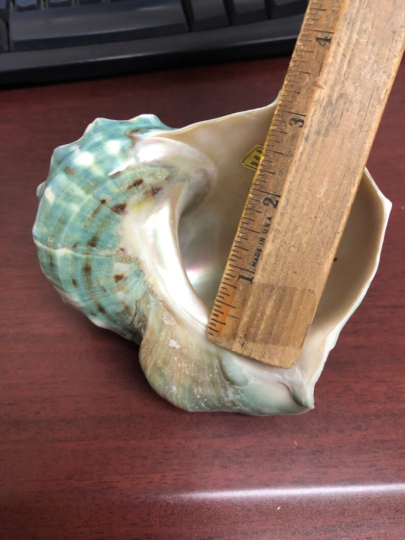 Very LARGE Green TURBO Hermit Crab Shell Decor 5 | Etsy