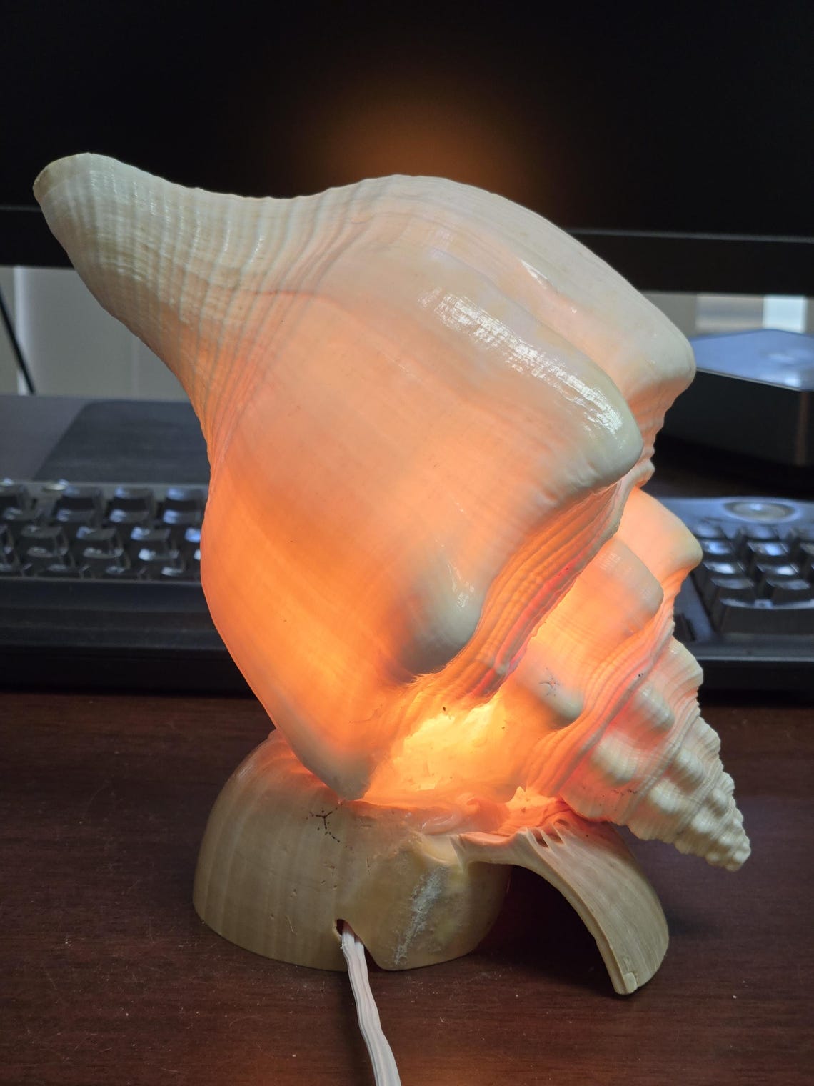 West Indian Shanka SHELL Nautical Beach Decor NIGHTLIGHT LAMP - Etsy