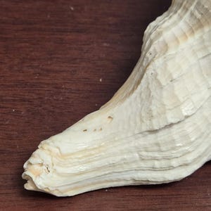 Right Handed Tiger Whelk Seashell DAKSHINAVARTI SHANKH 7” - Etsy